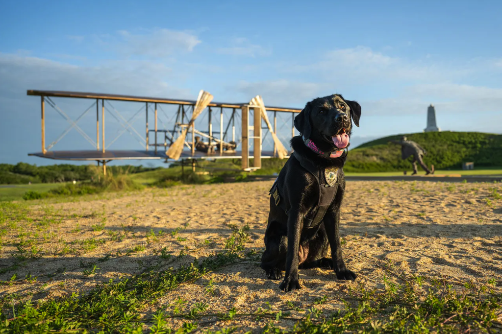 K9 Cop Magazine | A Black Labrador K9 joins the Kill Devil Hills Police ...
