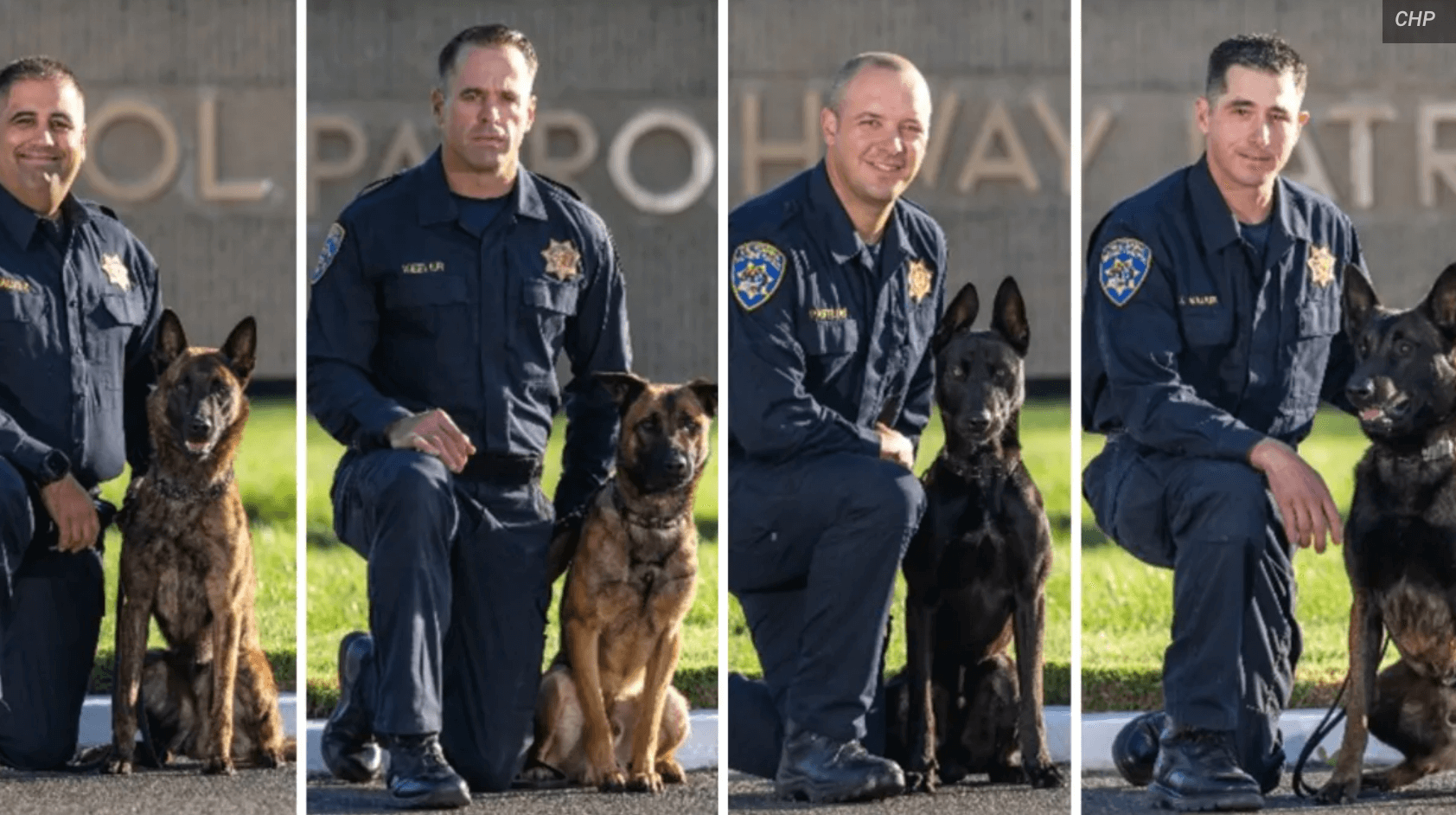 K9 Cop Magazine | Meet CHP's newest K-9 officers: Jury, Judge , Jag and Oso