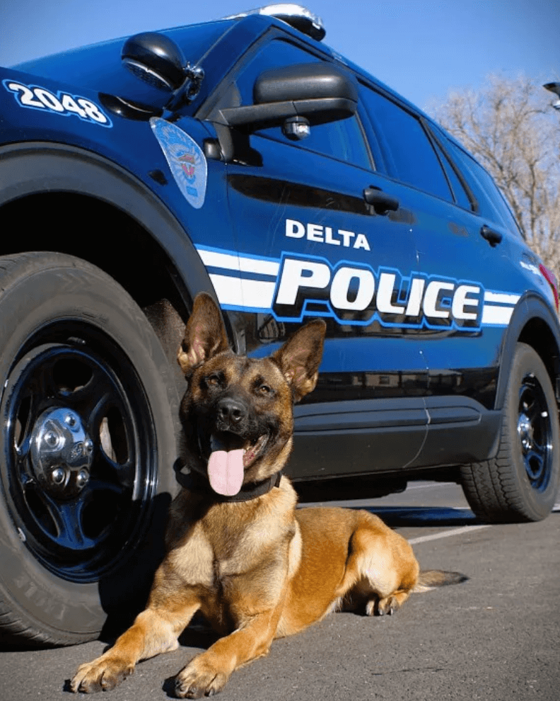 K9 Cop Magazine | Delta Police Department welcomes new Dual Purpose K9